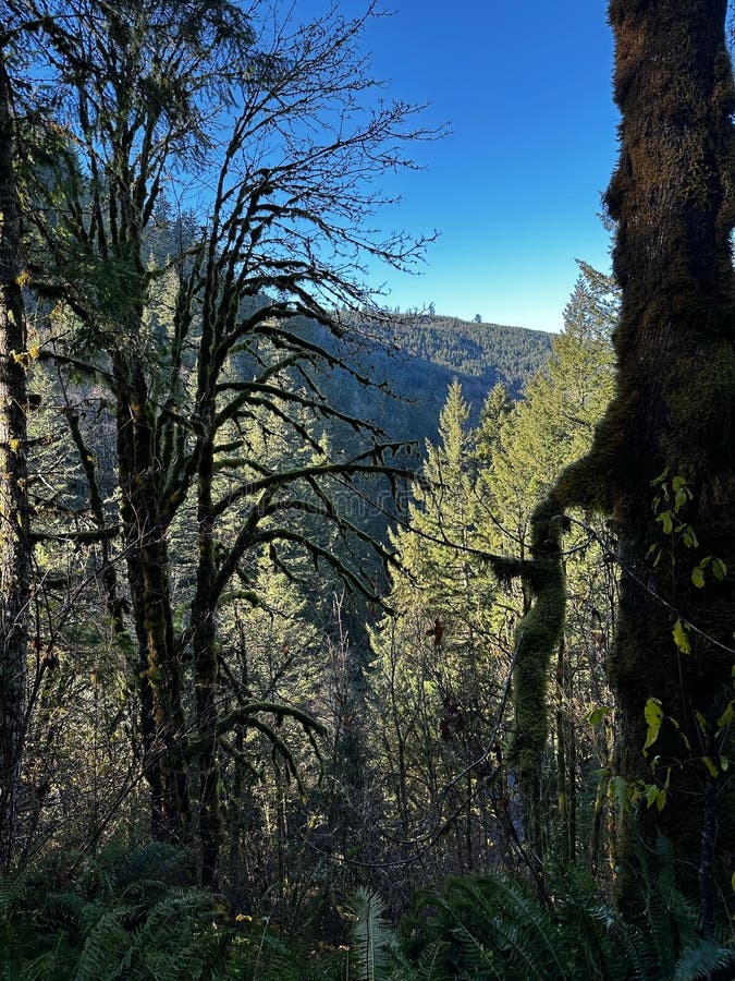 Beautiful Landscape of Dense Forests on Mountains Stock Image - Image ...