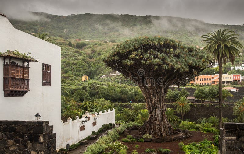 Beautiful Landscape - Dragon Tree Stock Photo - Image of canary ...