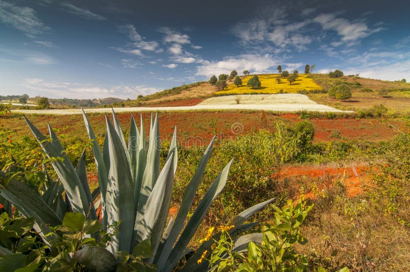 Beautiful Landscape of Fields in the Shan State of Myanmar Stock Image ...