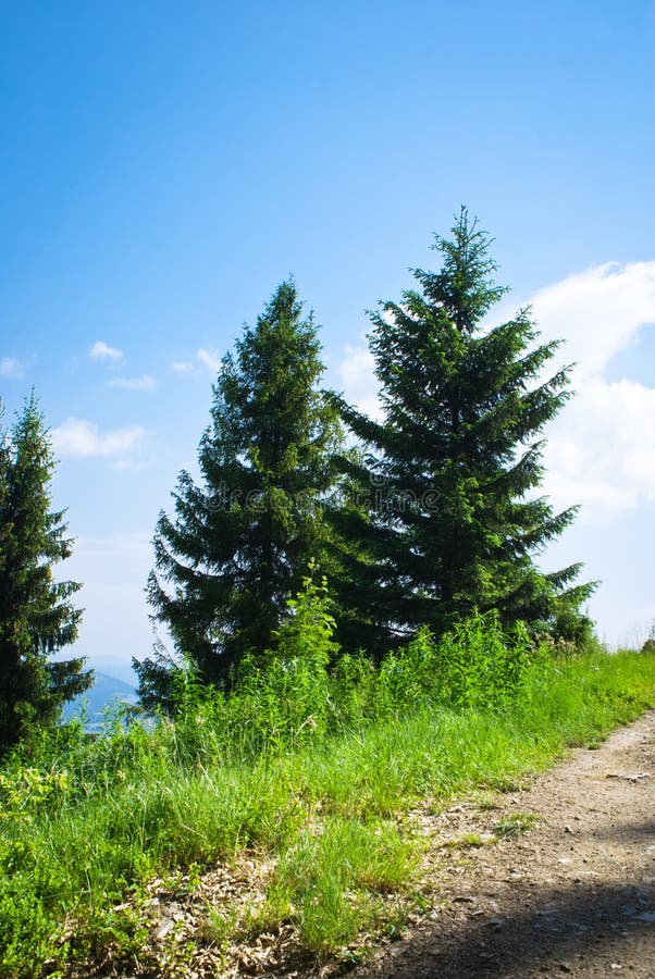 Beautiful Landscape with Fir Trees Stock Image - Image of cloudy ...