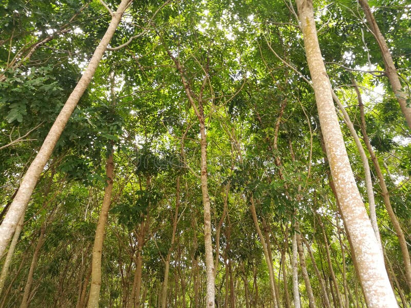 The Beautiful Landscape of the Forest from Ground Stock Image - Image ...