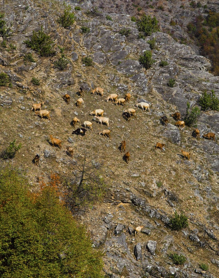 Beautiful Landscape with Goats Stock Image - Image of animal, outdoors ...