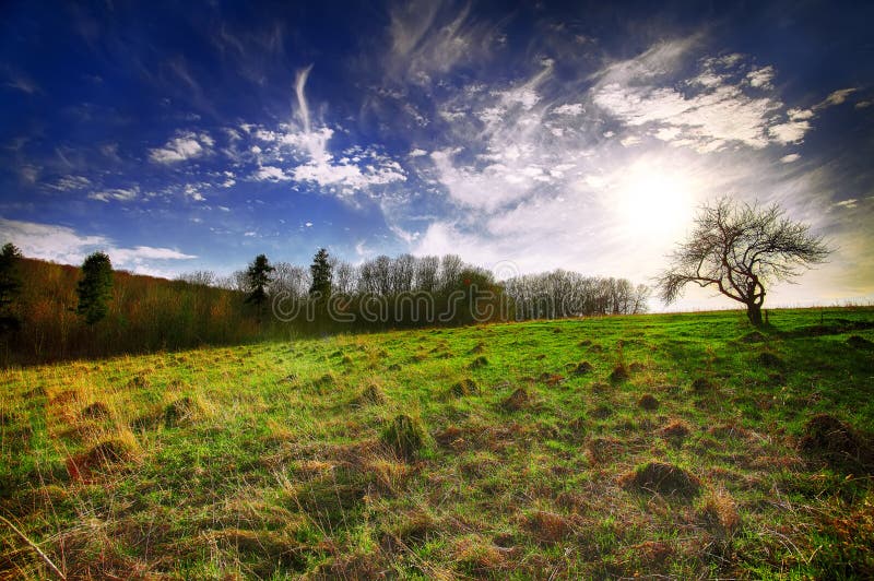 Beautiful Landscape with Grass, Trees, Sky and Sun. Stock Image - Image ...