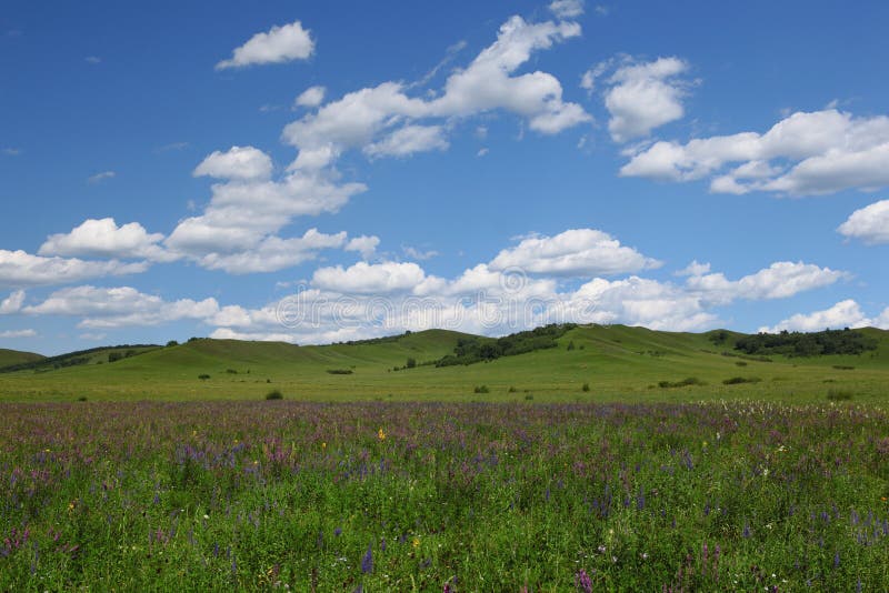 Beautiful Landscape in Grassland Stock Photo - Image of green, pond ...