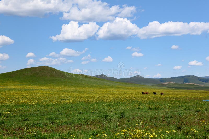 Beautiful Landscape in Grassland Stock Photo - Image of house, flower ...