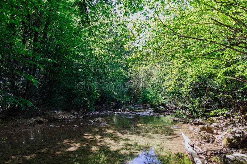 Beautiful Landscape of Green Deciduous Forest Stock Photo - Image of ...
