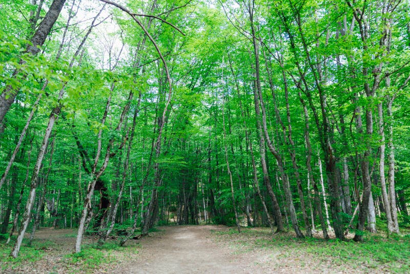 Beautiful Landscape of Green Deciduous Forest Stock Photo - Image of ...