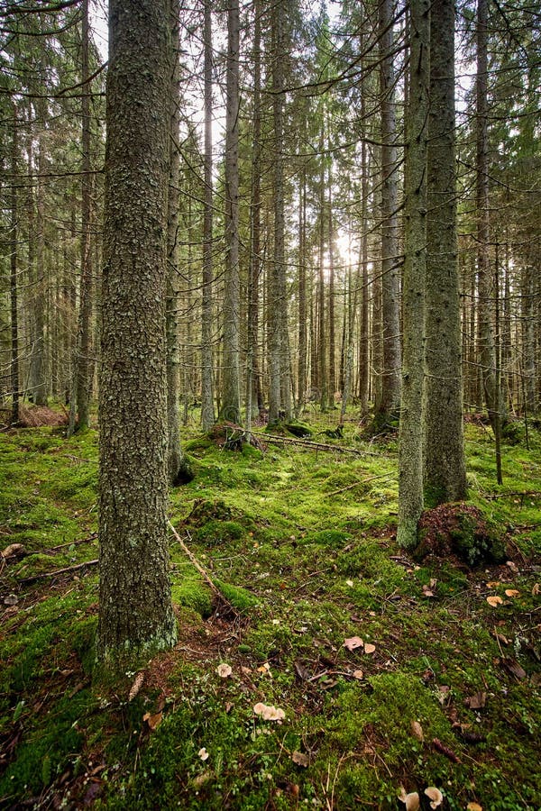 Beautiful Landscape of a Green Enchanted Forest in a Vertical Shot ...