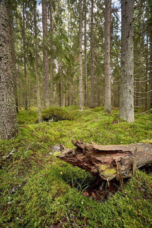 Beautiful Landscape of a Green Enchanted Forest in a Vertical Shot ...