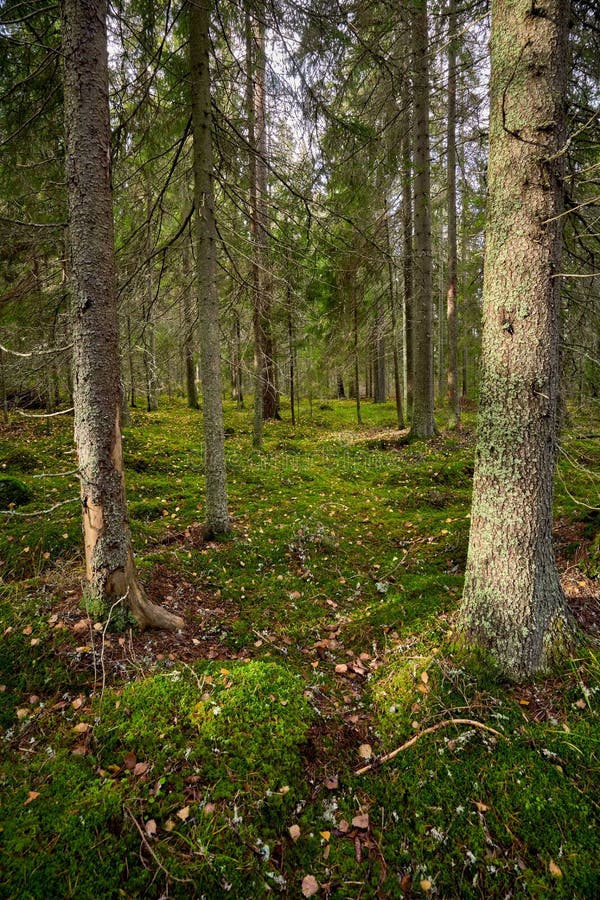 Beautiful Landscape of a Green Enchanted Forest in a Vertical Shot ...