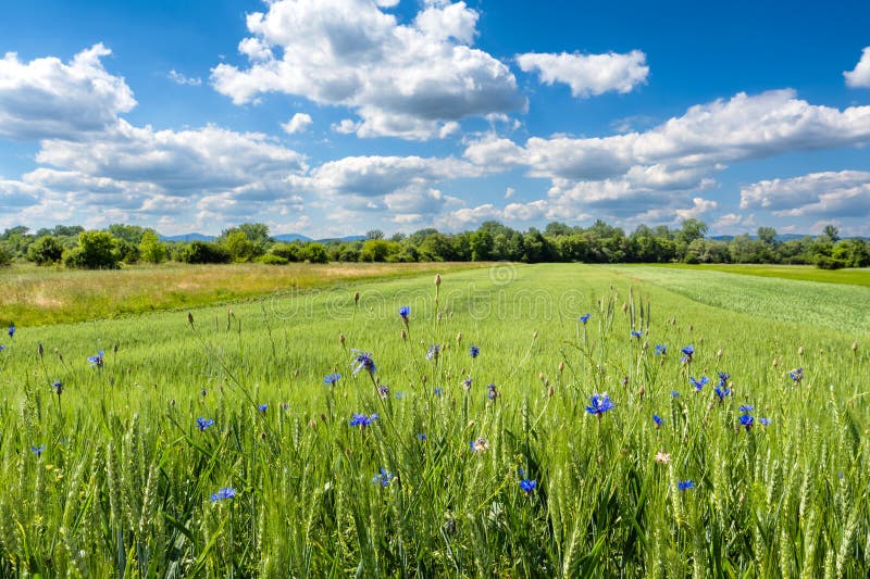 Beautiful Landscape of Green Fields with Cornflower Flowers. Stock ...