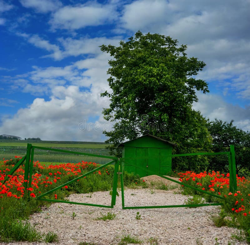Beautiful Landscape of Green Gate and Garage Wild Poppies, Alone Tree ...