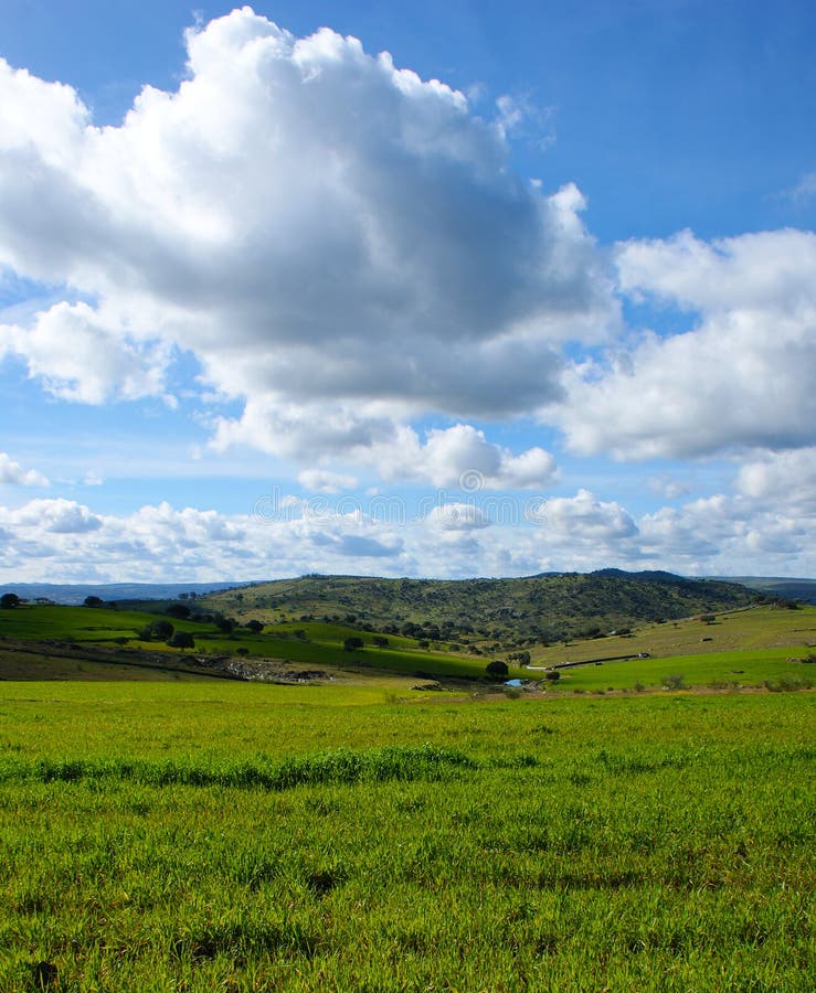 Beautiful Landscape of Green Pasture with Holm Oaks Stock Photo - Image ...