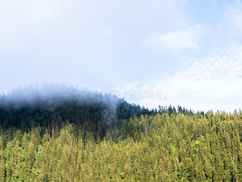Beautiful Landscape of Green Trees in Smoke Stock Photo - Image of ...