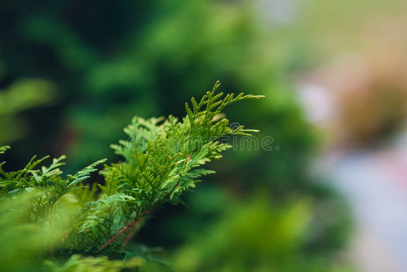 Beautiful landscape. Hello stock image. Image of green - 181910213