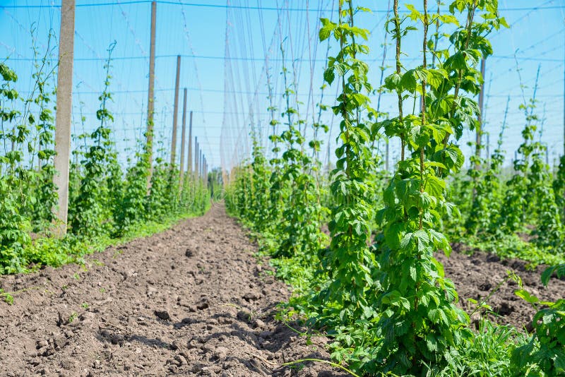 Hops field and blue sky stock image. Image of cultivated - 125427681