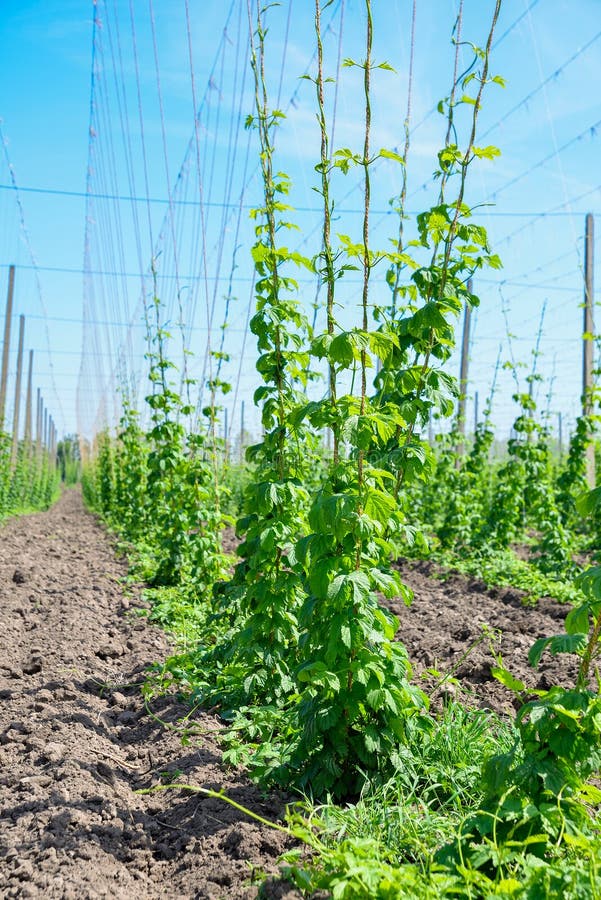 Hops field and blue sky stock photo. Image of humulus - 125427796