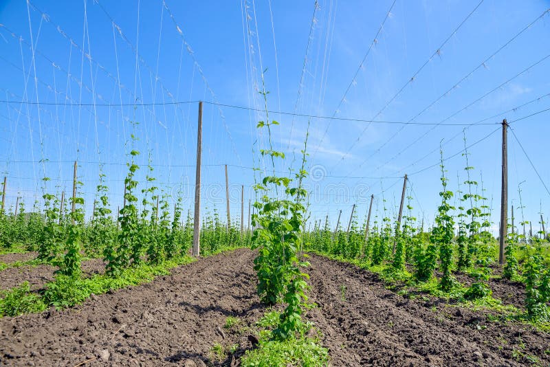 Hops field and blue sky stock image. Image of garden - 125428321
