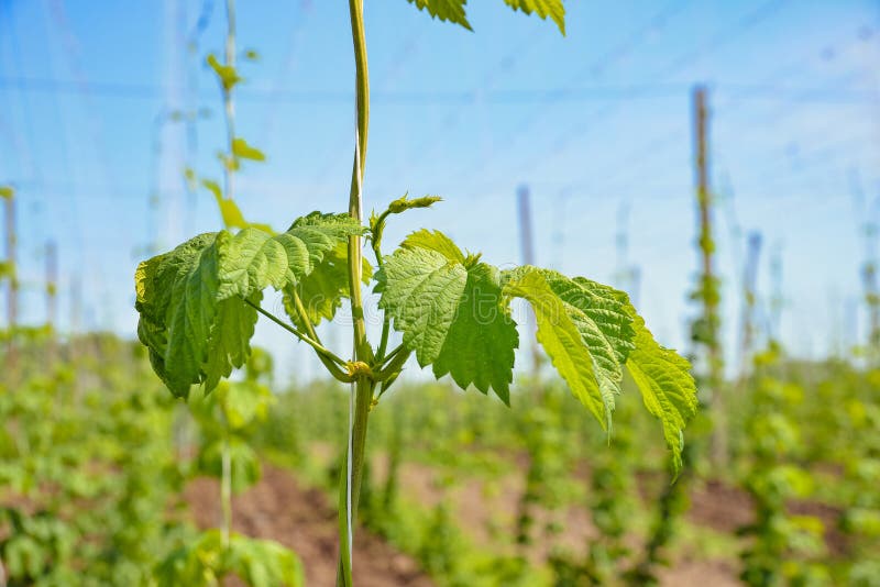Hops field and blue sky stock image. Image of farming - 125431133