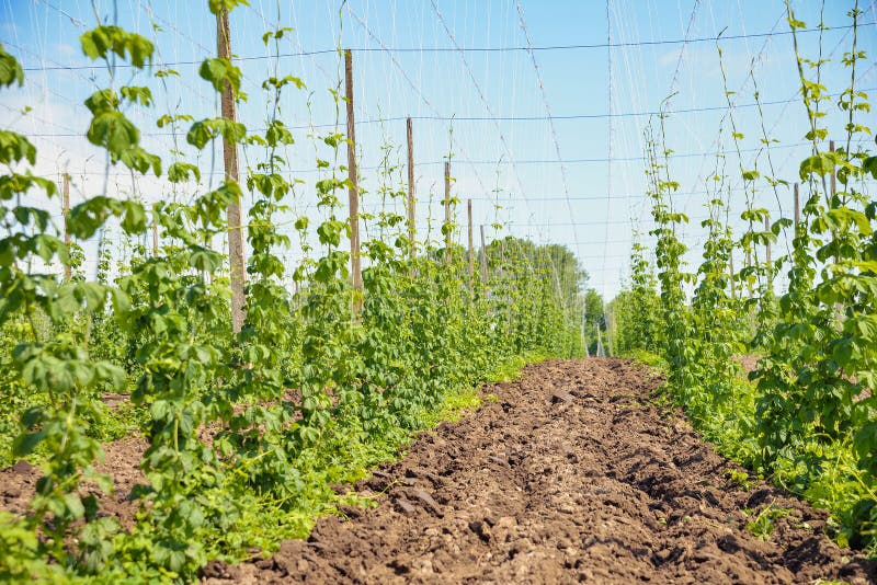 Hops field and blue sky stock photo. Image of europe - 125431238