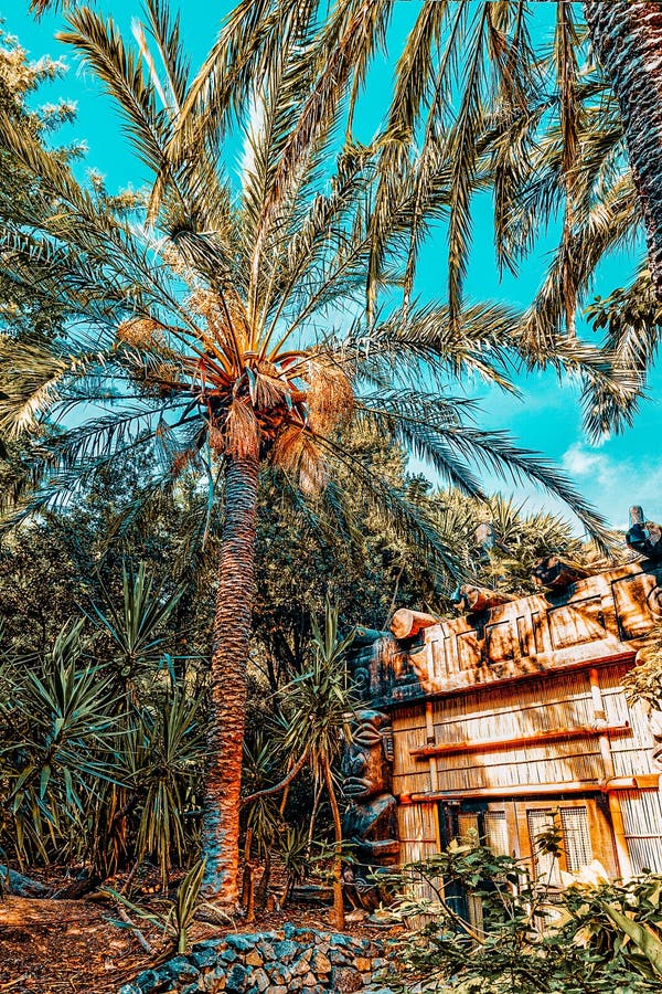 Beautiful Landscape of Humid Tropical Jungle Stock Photo - Image of ...