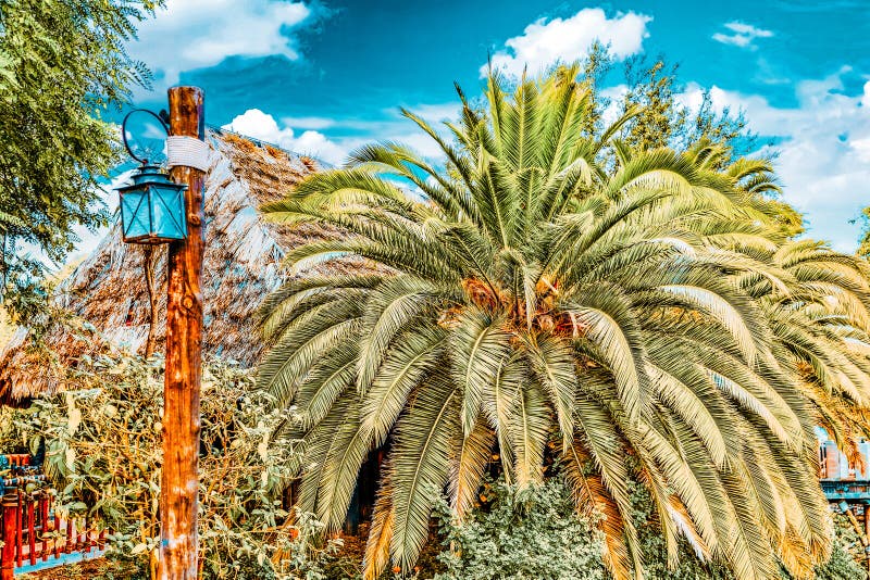 Beautiful Landscape of Humid Tropical Jungle Stock Photo - Image of ...