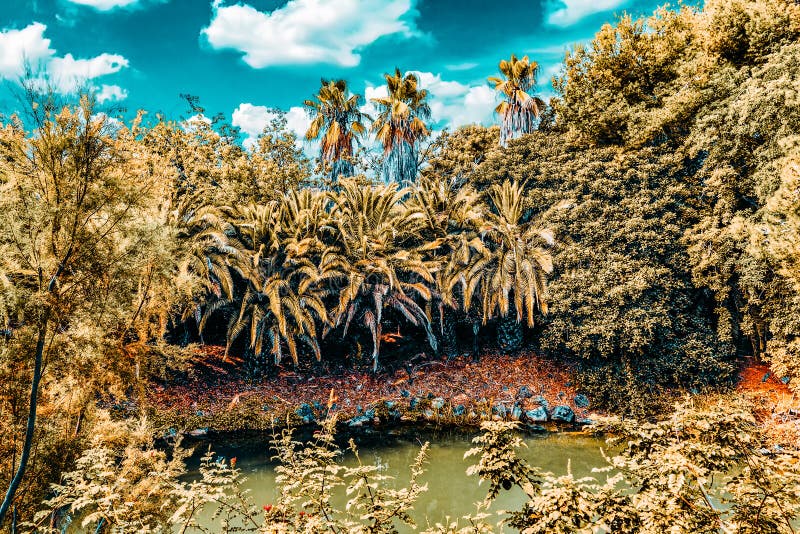 Beautiful Landscape of Humid Tropical Jungle Stock Photo - Image of ...