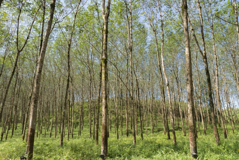 Rubber tree plantation stock image. Image of concept - 101485401