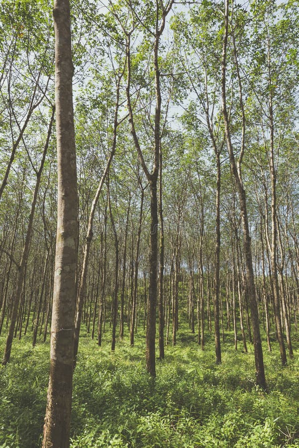 Rubber tree plantation stock image. Image of green, bottle - 101485793