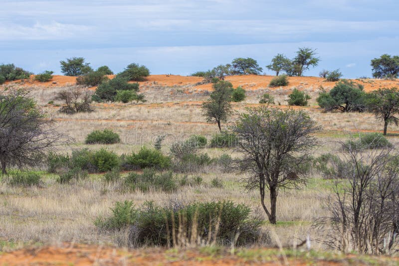 Sable Antelope on Orange Dune in Kalahari Desert, Namibia Stock Image ...
