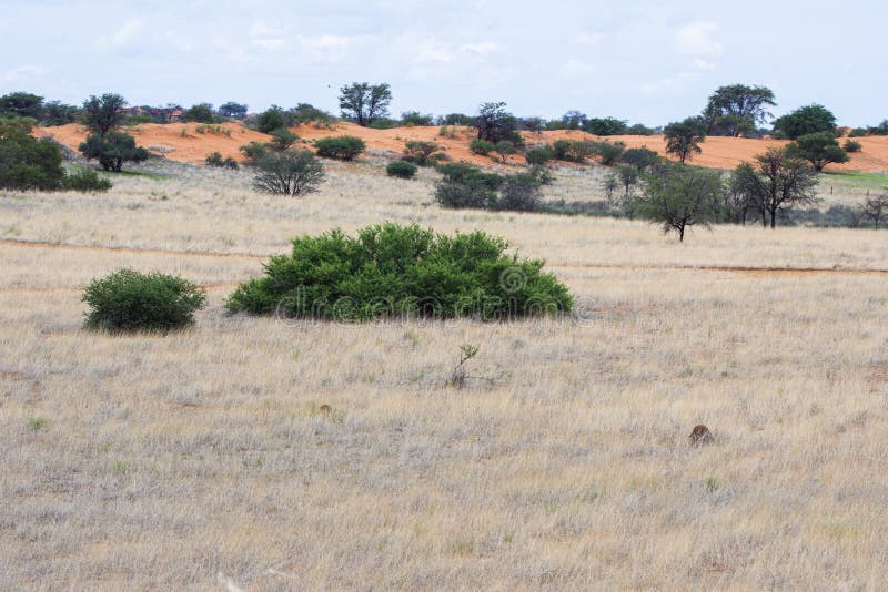 Sable Antelope on Orange Dune in Kalahari Desert, Namibia Stock Image ...