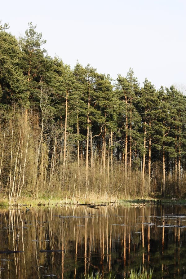 Beautiful Landscape Lake and Trees on the Forest Stock Image - Image of ...