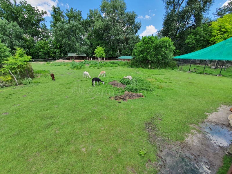 Beautiful Landscape with Lambs Grazing in the Green Field Stock Image ...