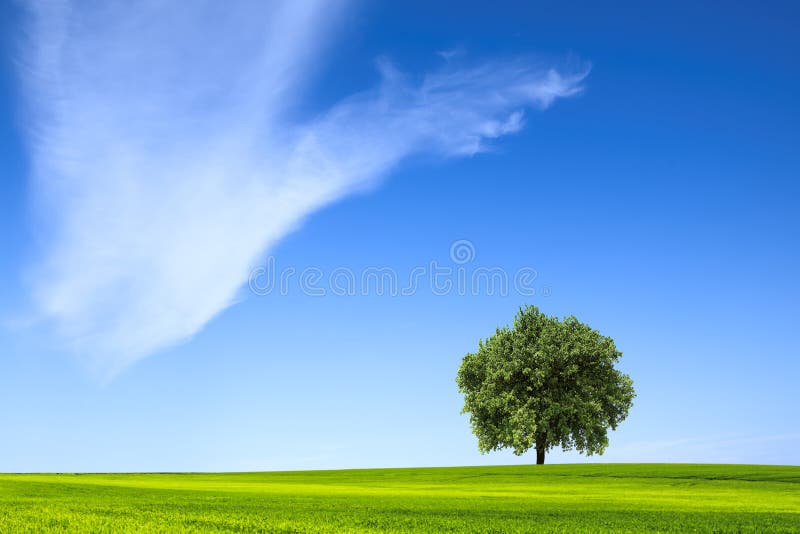 Beautiful Landscape with Lone Tree Stock Image - Image of landscape ...