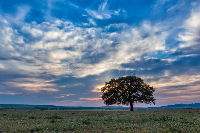 Beautiful Landscape with a Lonely Oak Tree in the Sunset and Dramatic ...