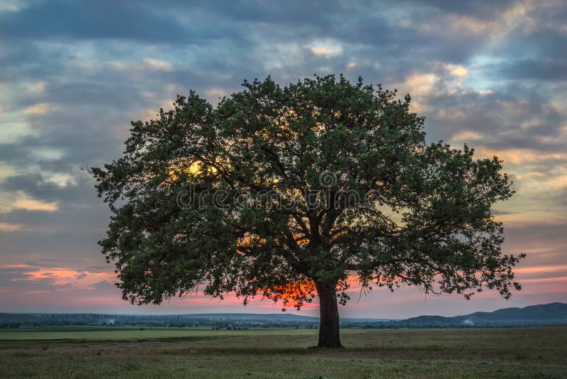 Beautiful Landscape with a Lonely Oak Tree in the Sunset and Dramatic ...
