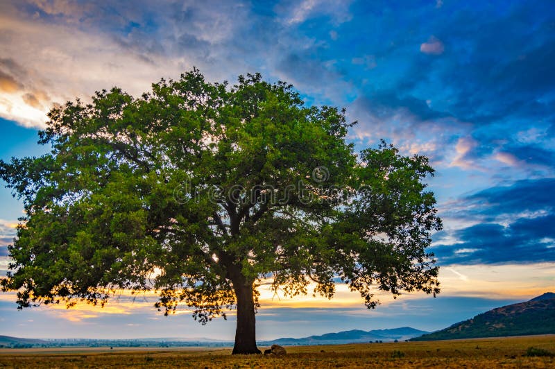 Beautiful Landscape with a Lonely Oak Tree in the Sunset and Dramatic ...