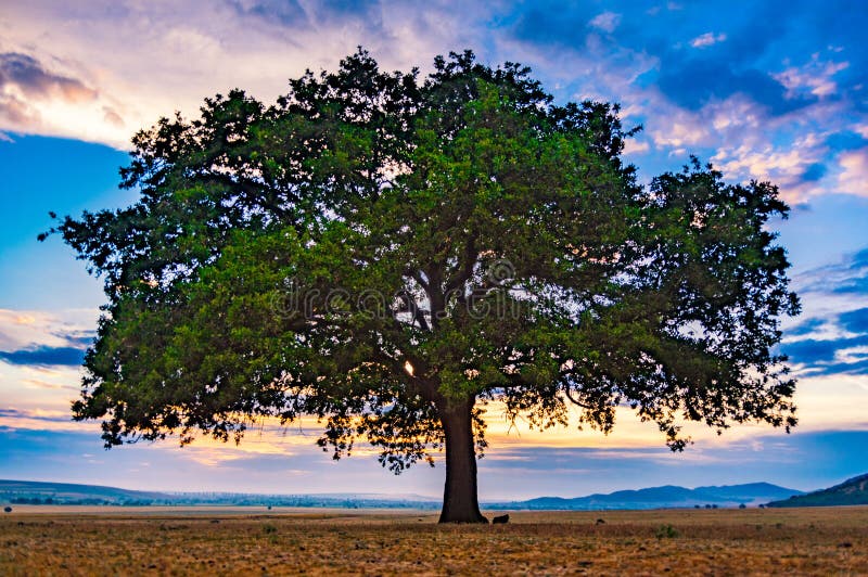 Beautiful Landscape with a Lonely Oak Tree in the Sunset and Dramatic ...