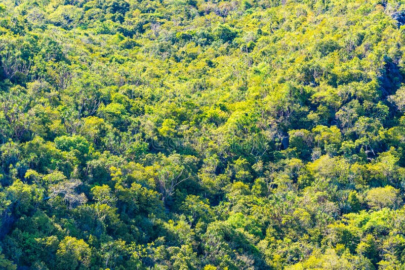 Beautiful Landscape a Lot of Tree Texture in the Mountain Stock Photo ...