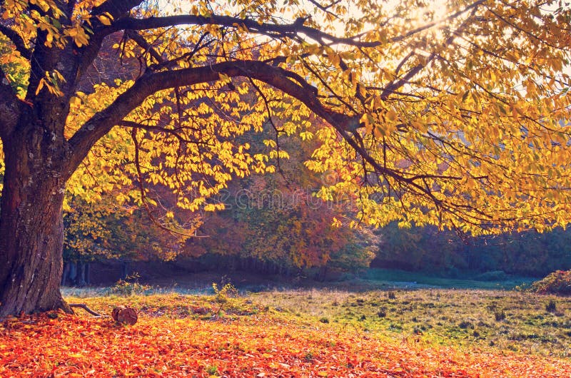 Beautiful Landscape with Magic Autumn Trees and Fallen Leaves in Stock ...