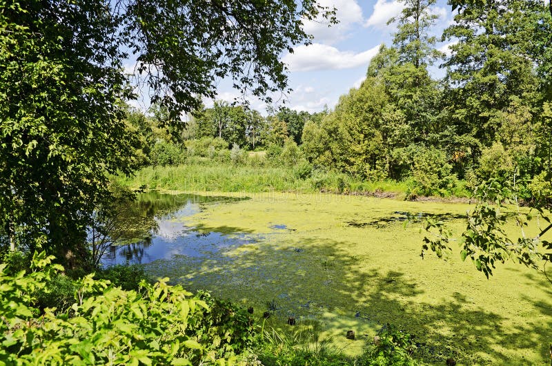 Beautiful Landscape of Marsh Stock Photo - Image of nature, landscape ...