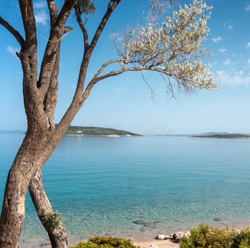 Beautiful Landscape, Mediterranean Sea of Greece. Olive Tree Growing on ...