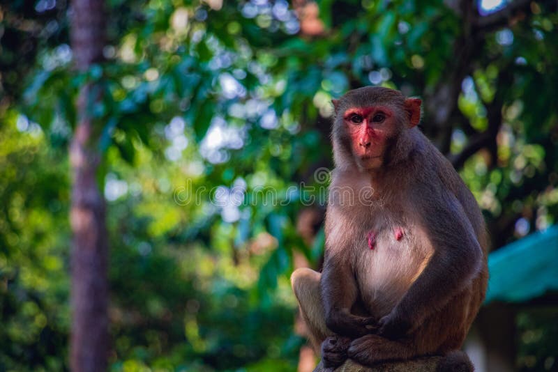 A Beautiful Landscape of a Monkey Stock Image - Image of mammal, eyes ...