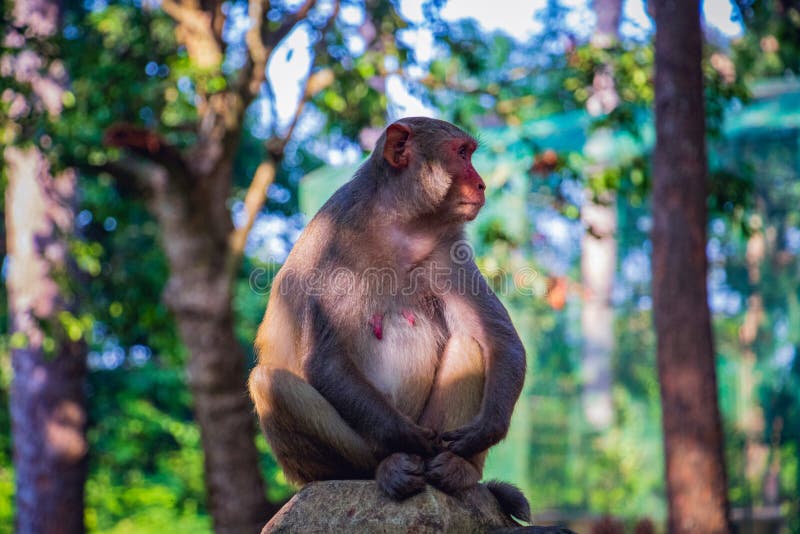 A Beautiful Landscape of a Monkey Waiting Stock Photo - Image of ...