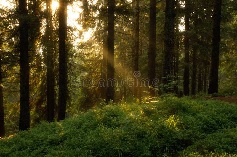 Morning in the forest stock photo. Image of heat, moss - 34360524