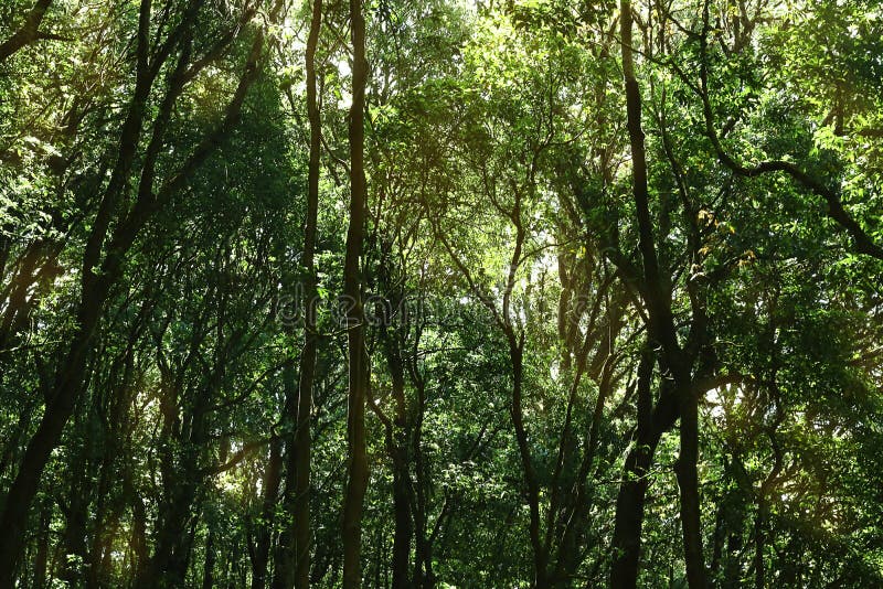 Beautiful Landscape of Nature Green Forest Trees Stock Photo - Image of ...