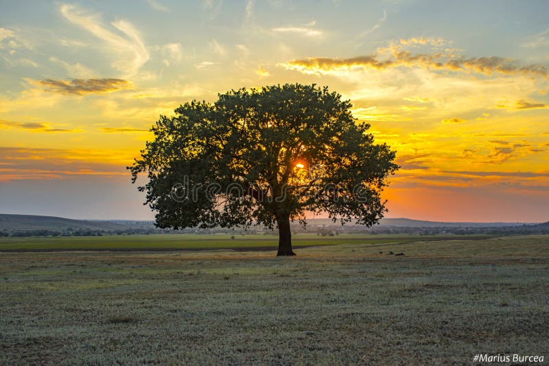 Beautiful Landscape with Oak Tree at Sunset Stock Image - Image of ...