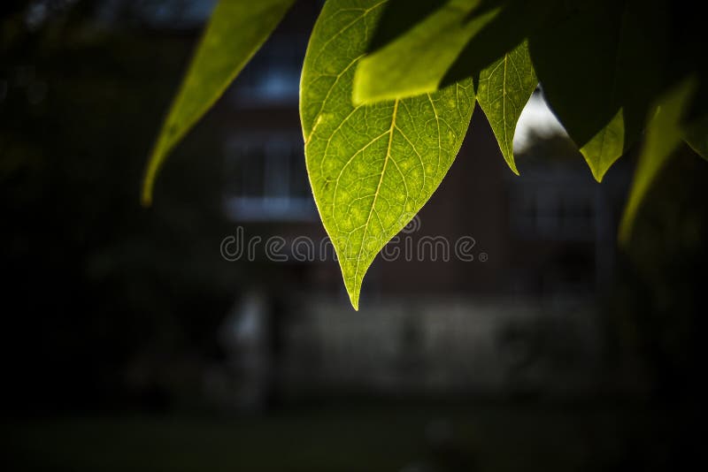 Beautiful Landscape with Objects Stock Image - Image of macro ...