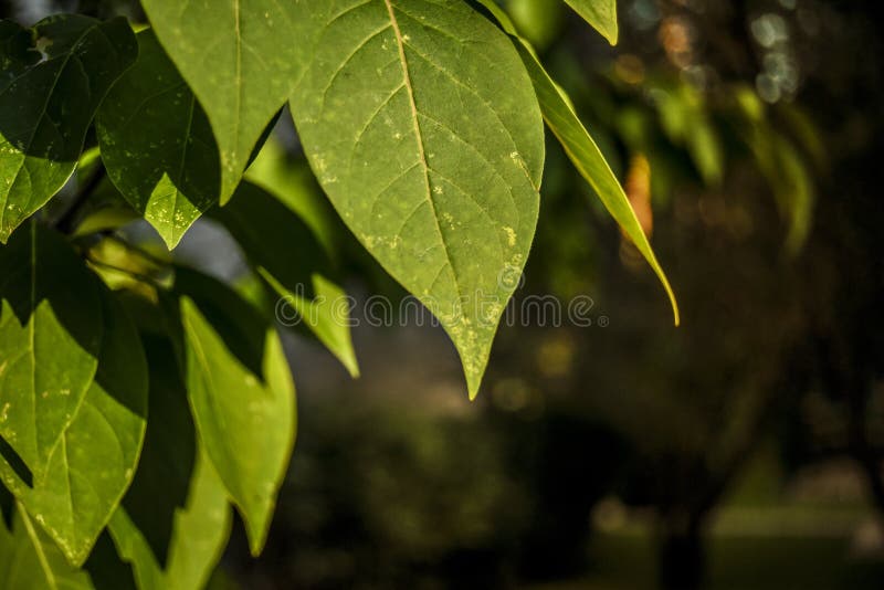 Beautiful Landscape with Objects Stock Photo - Image of growth ...