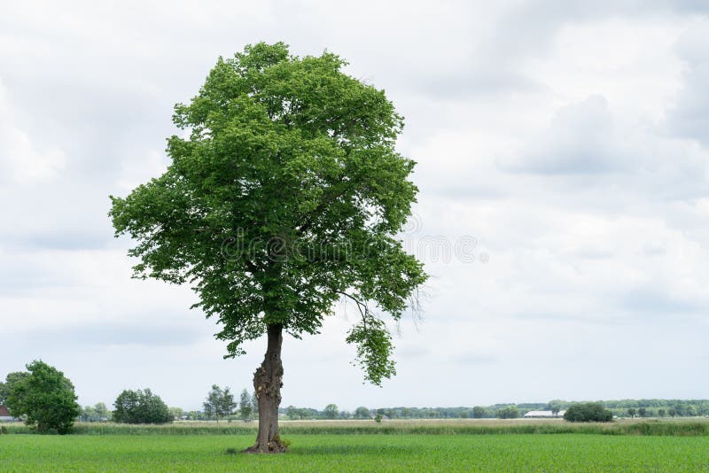 Beautiful Landscape with One Lone Tree Standing in a Green Field Under ...